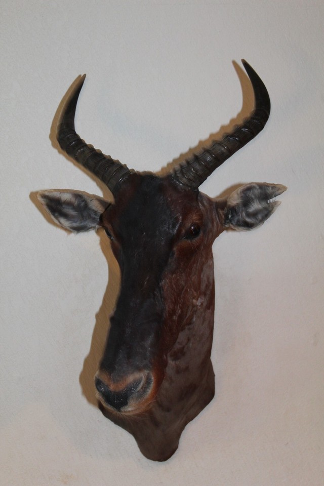 Taxidermy Tsessebe Head Shoulder Mount Africa Safari Hunt Whitetail ...