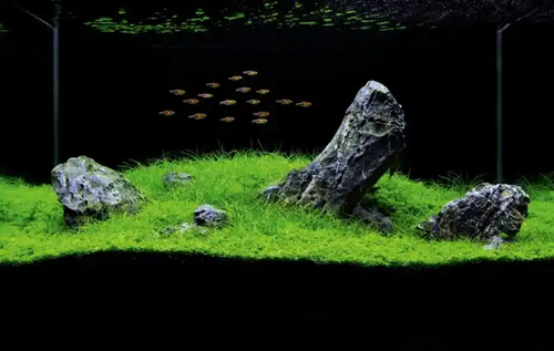 Top-of-the-line Planted Aquarium Setup (UNS, ADA) with CO2 | eBay