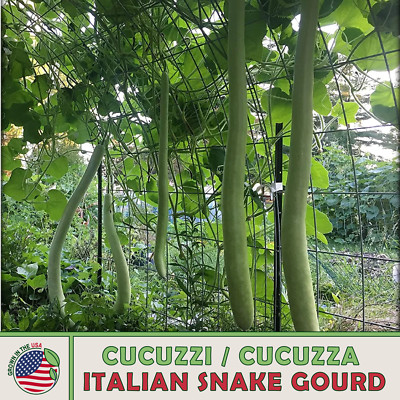 10 Cucuzzi Italian Snake Gourd Seeds, Cucuzza, Heirloom, Non-GMO ...