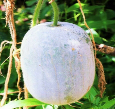 Giant White Skin Winter Melon Seeds |Dong Gua Ash Wax Gourd Hair Asian ...