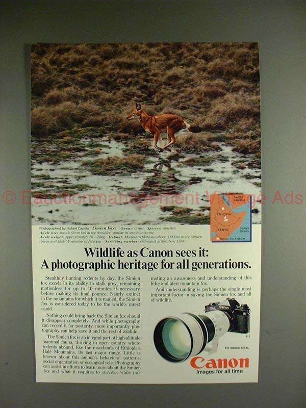 1985 Canon F1 F-1 Camera Ad w/ Simien Fox - Wildlife!! | eBay