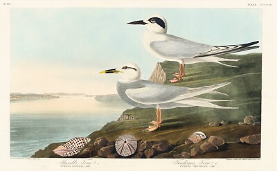 12181.Poster print or Canvas wall decor.Room art design.Audubon bird ...
