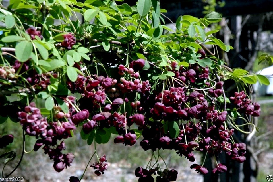 CHOCOLATE VINE SEEDS "3-LEAF" (A. trifoliata) Hardy Fruit Flower ...