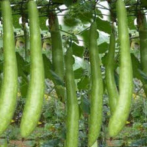 NEW GUINEA BEANS 10 VEGETABLE Seeds SQUASH CUCUZZA GOURD EDIBLE | eBay ...
