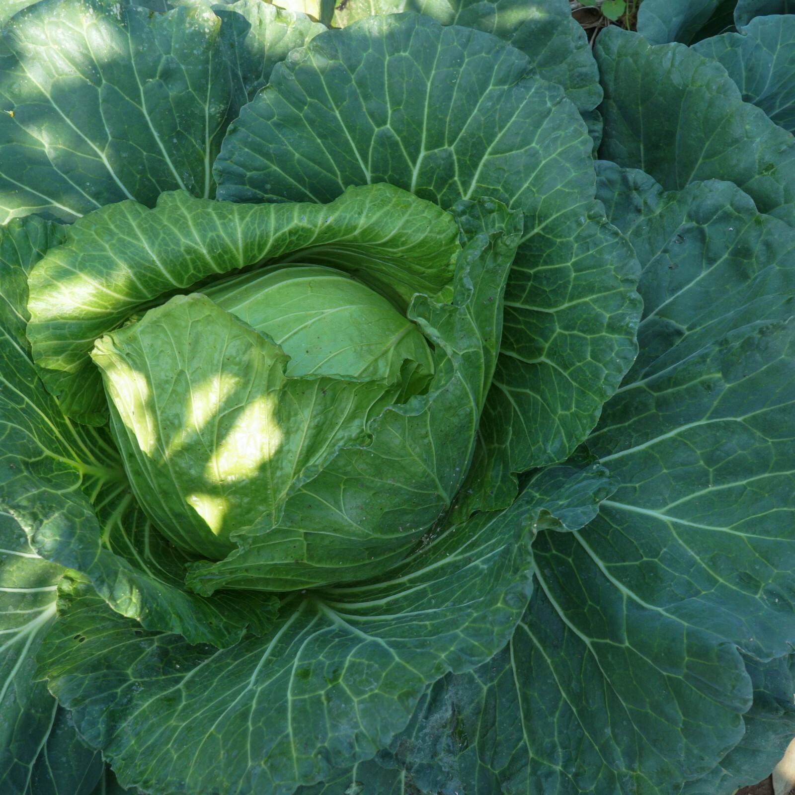 Vegetable Plants - Cabbage 'Spring Durham Early' - 6 x Plug Plant Pack ...