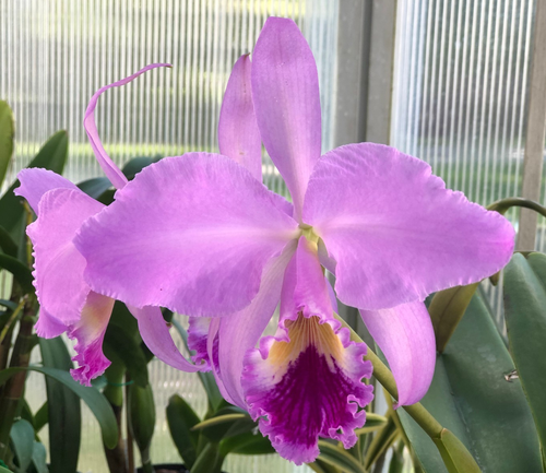 C. labiata 'Classico' x 'September Mist'. Cattleya Species Orchid Plant ...