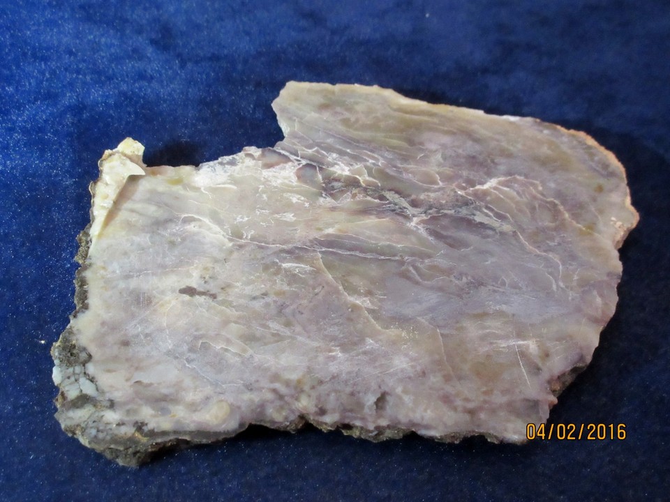 WYOMING DINOSAUR COPROLITE EXOTIC TILE SLABS - ORIGINAL SHAPE | eBay