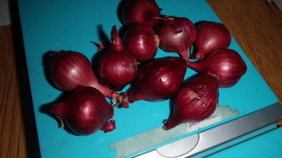 10 Red Pearl Onion bulbs, Organic, Heirloom, Rare | eBay