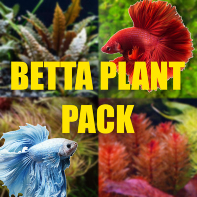 Betta Aquarium Plant Pack - Live Freshwater Plants Perfect for Betta ...