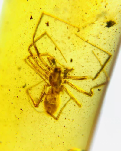 Fossil amber Burmese Cretaceous burmite spider insect amber Fossil ...