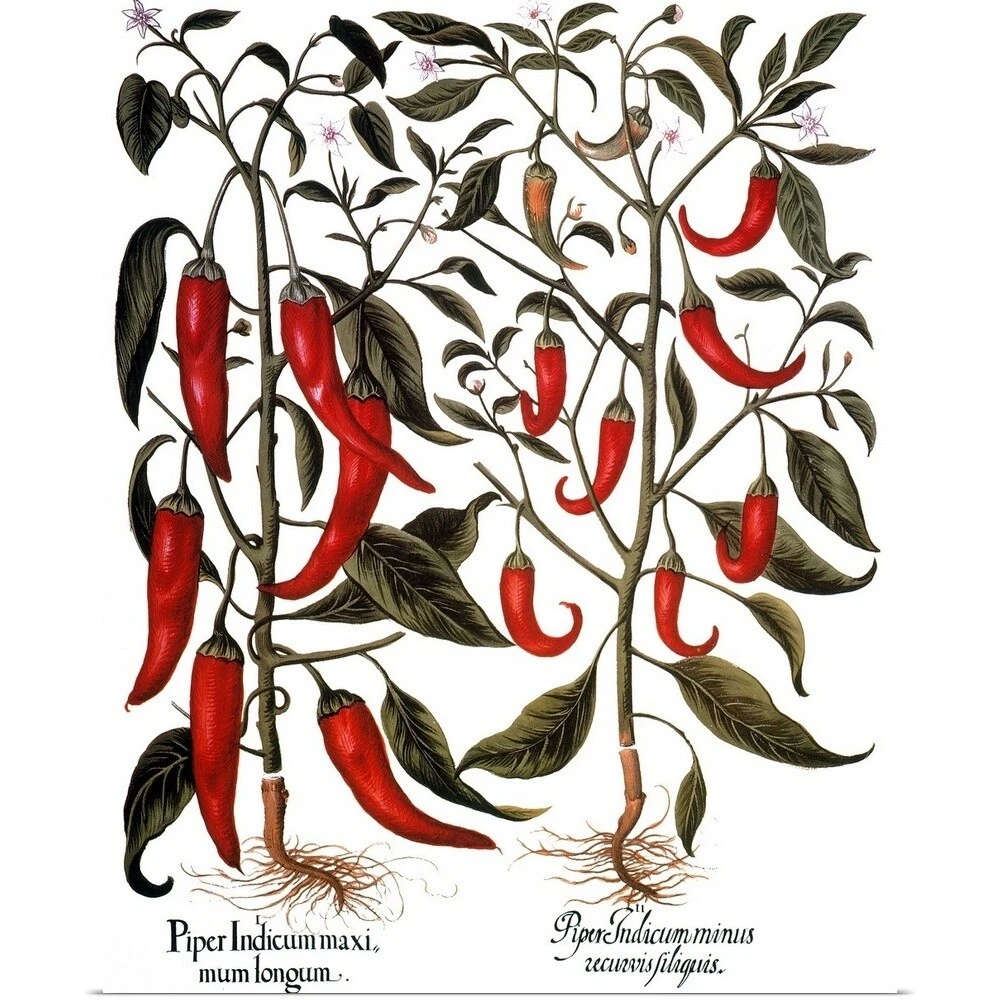 Bell Pepper Plant Drawing