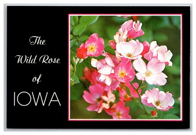 Wild Rose Iowa State Flower Large Size 6x4 Unposted Postcard Great for ...