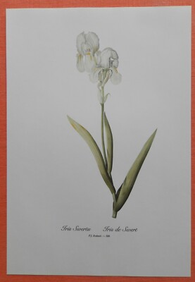 Schwertlilie IRIS swertii Feldweber Lilie FAKSIMILE Farbdruck P. J ...