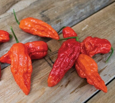 25 Fresh Newly Harvested Premium Super-Hot Bhut Jolokia Red Pepper ...