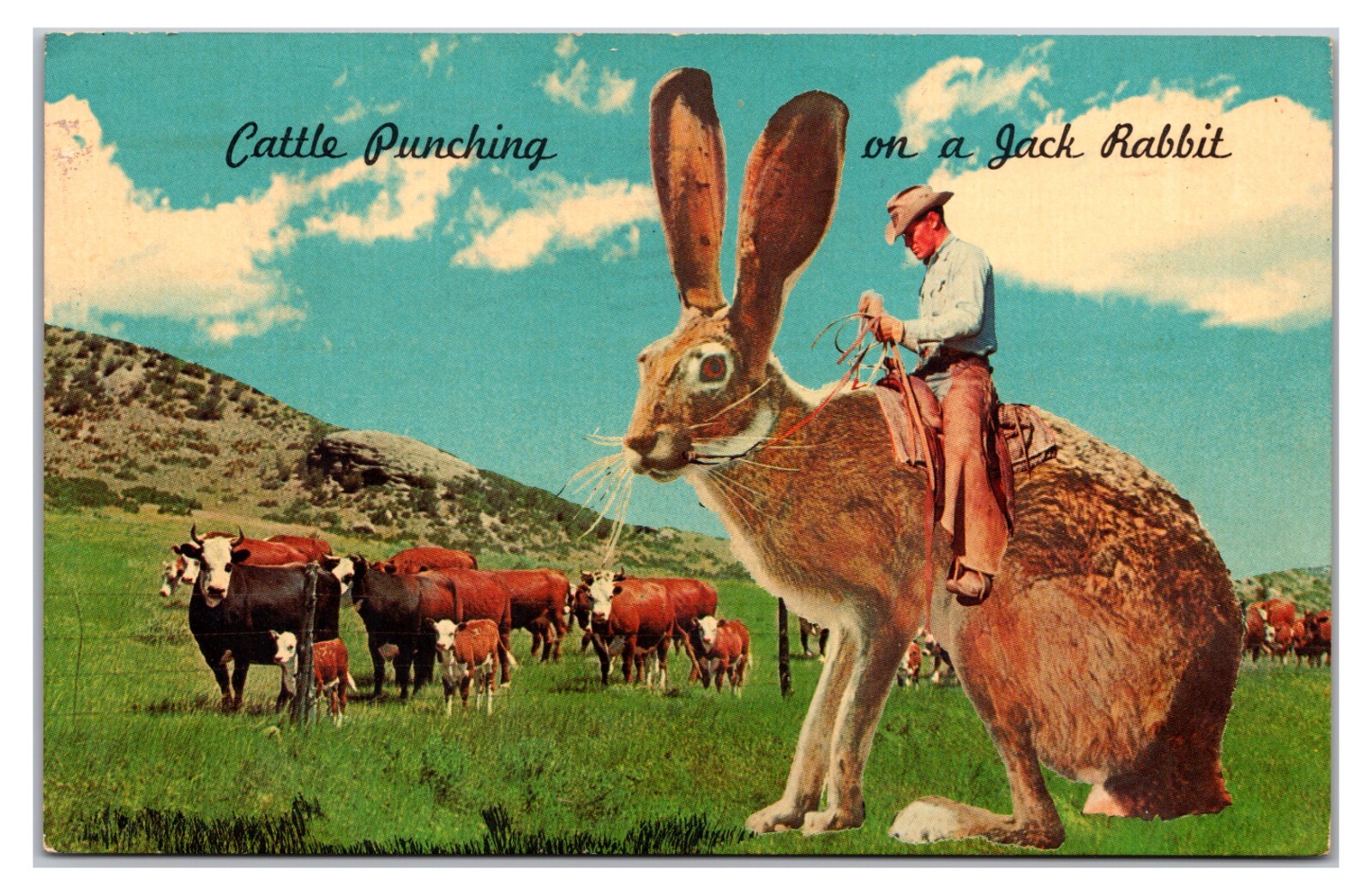 Vintage 1960s - Cattle Punching On A Jack Rabbit - Cody, Wyoming ...