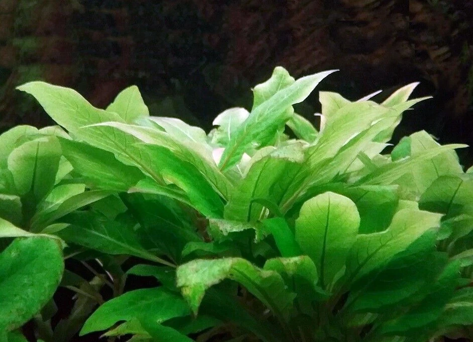 Hygrophila Corymbosa Compact