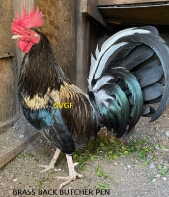 8+ Brass back butchers, american gamefowl, poultry, chicken, hatching ...