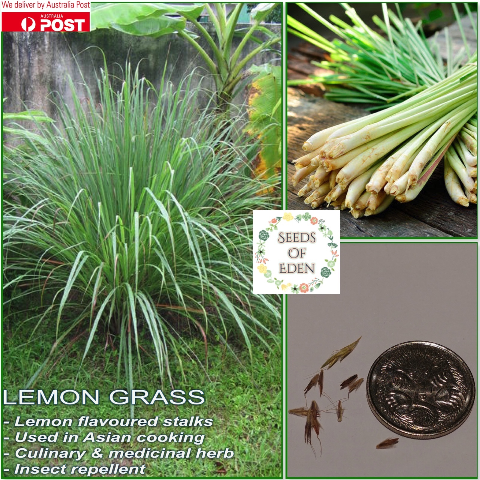 Lemongrass Plant Seeds