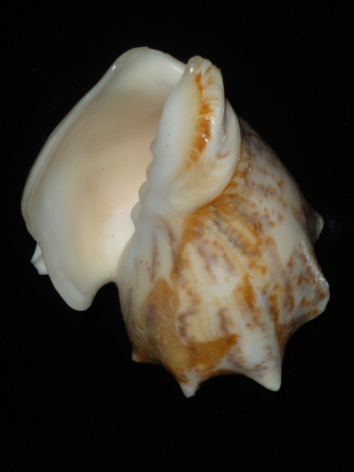 067 Cymbiola flavicans 67.9mm TOP GRADING IMPORTANT NATURAL SEASHELL ...