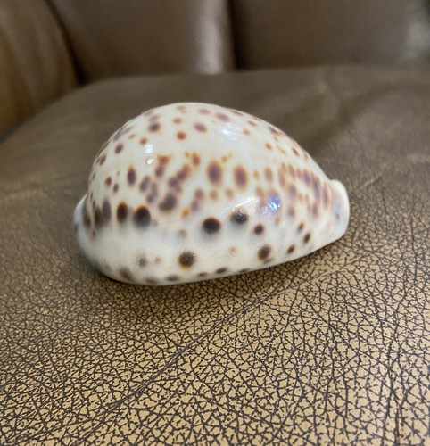 Rare Open Spotted Tiger Cowrie Sea Shell | eBay