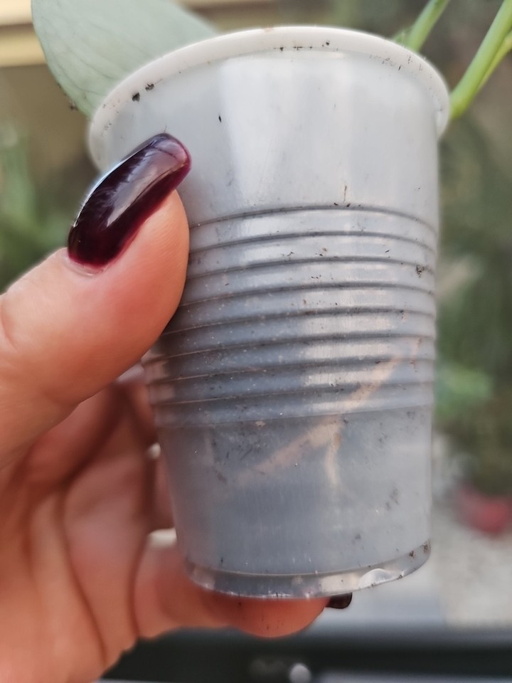 Scindapsus Platinum Java Silver Hero Rooted Live Plant 2,5" Pot NO ...