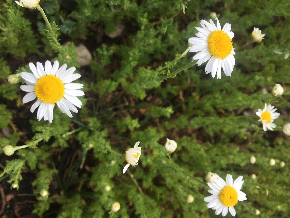 Chamomile Lawn