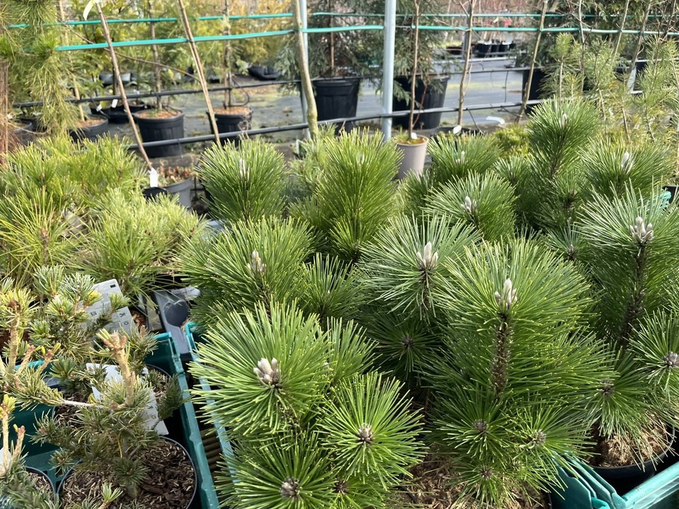 Japanese Black Pine 'Thunderhead' Tree / Pinus thunbergii - 20/40cm ...
