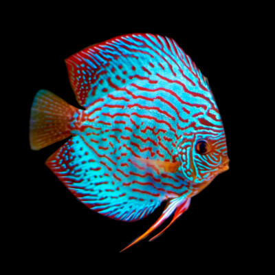 Blue Turquoise Discus | Symphysodon Aequifasciatus | European Discus | eBay