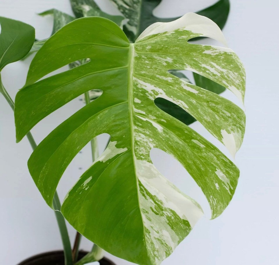 Rare Variegated Monstera Albo Cutting & Rooted Plants with High ...