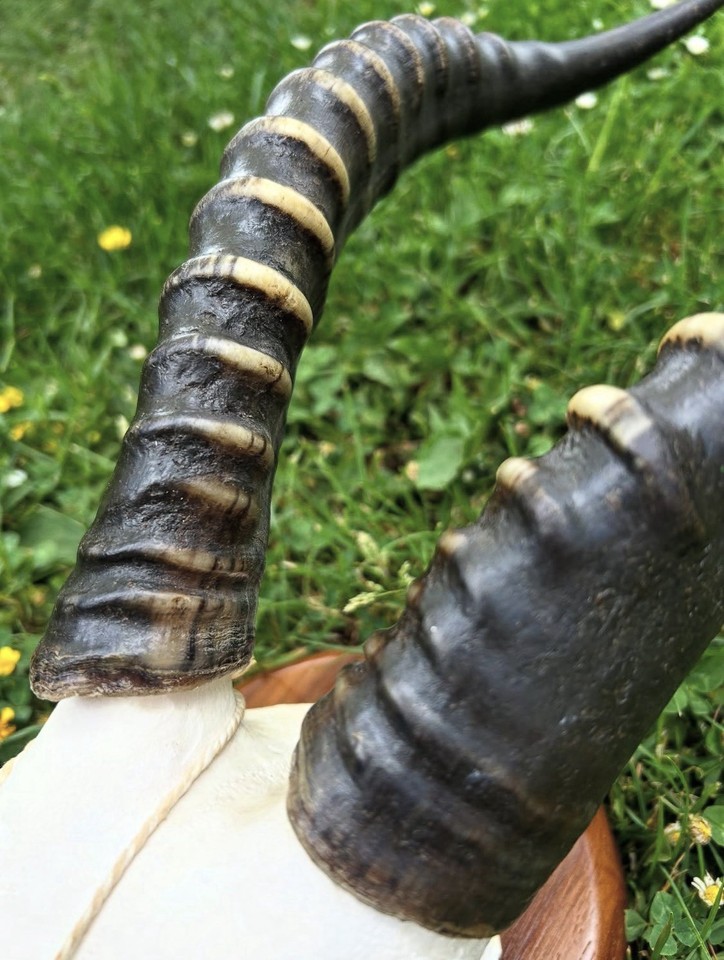 GOLD Medal Blesbok Animal Skull Horns Trophy Mounted On Shield ...