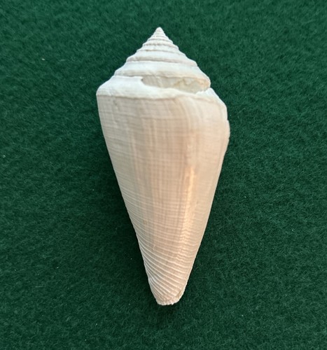 Conus Adversarius Tryoni (Sinistral Cone) Pliocene FL 73 mm | eBay