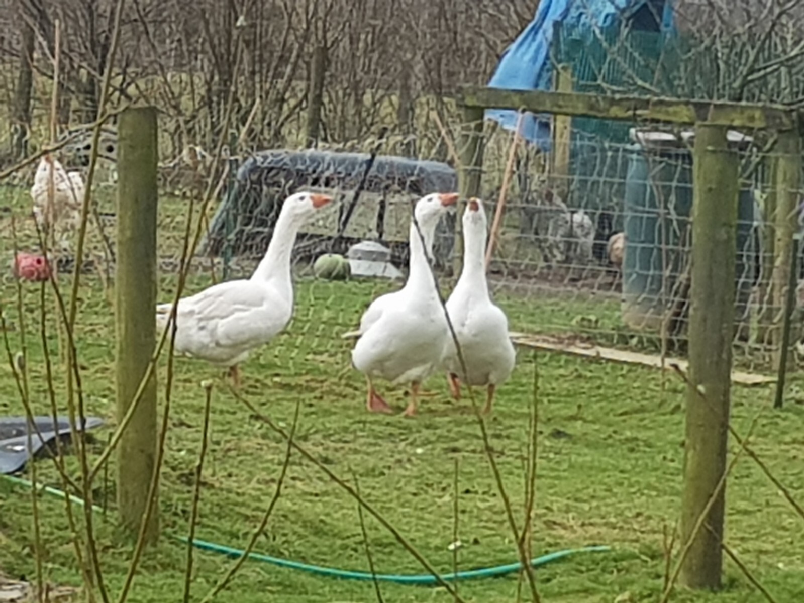 goose embden eggs fertile organicALLY hatching incubator COLLECT IN ...