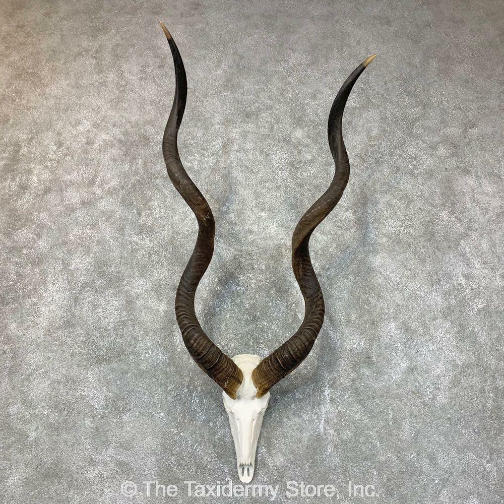 African Kudu Skull