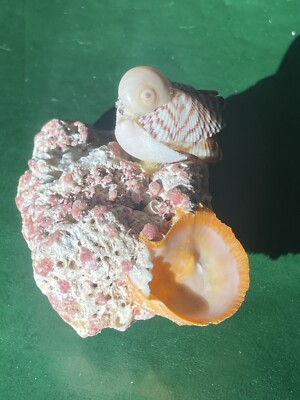 Vintage Handmade Folk Art Sea Shell Duck On The Shore Rocks Sculpture ...