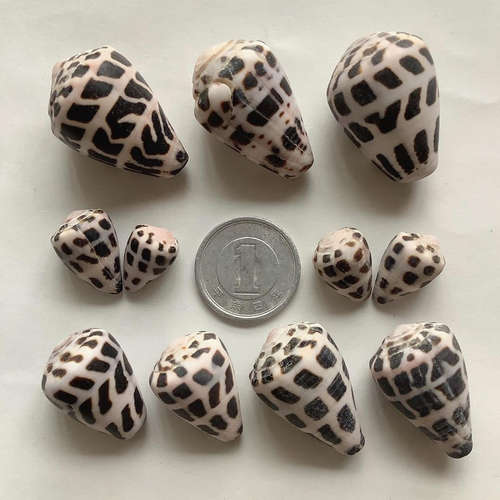 Natural Seashell Cone Shell Art Craft Shells of Okinawa | eBay