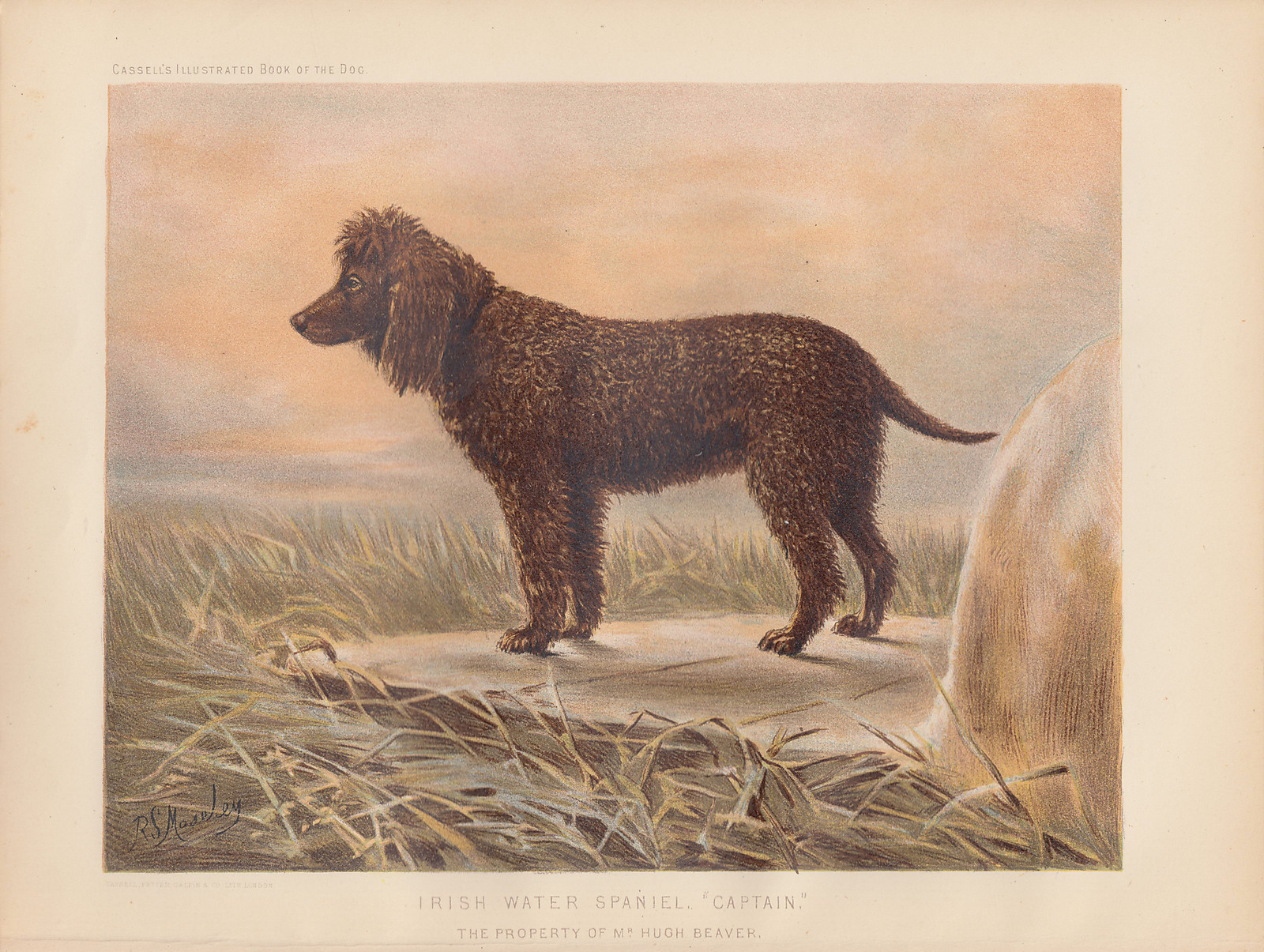 EARLY IRISH WATER SPANIEL DOG ART PRINT ANTIQUE DOG LITHOGRAPH 1881 | eBay