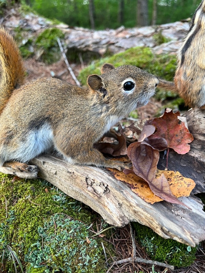 Chipmunk Taxidermy, Adirondack Chipmunk Mount, Squirrel Taxidermy ...