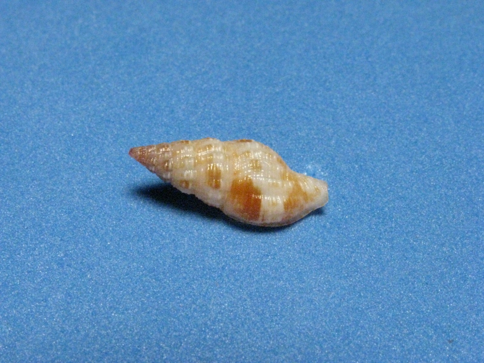 Prodotia iostoma (Gray, Griffith, Pidgeon, 1834) "A HAWAII MICRO SHELL ...