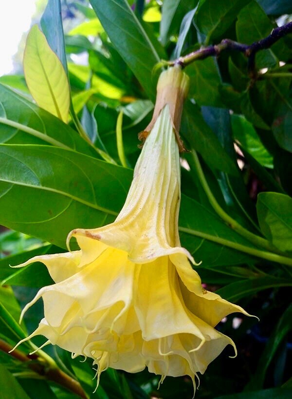 Double Datura Golden Queen Seeds ~ Devil’s Trumpet ~ Datura Metel ...