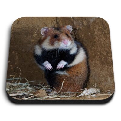 1x Square Fridge MDF Magnet Eurasian Common Hamster Wild Animal #50834 ...