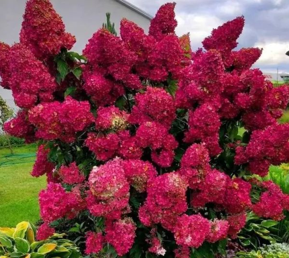 Hortensie MAGICAL FLAME Rispenhortensie Rosa / Rot Hydrangea paniculata ...