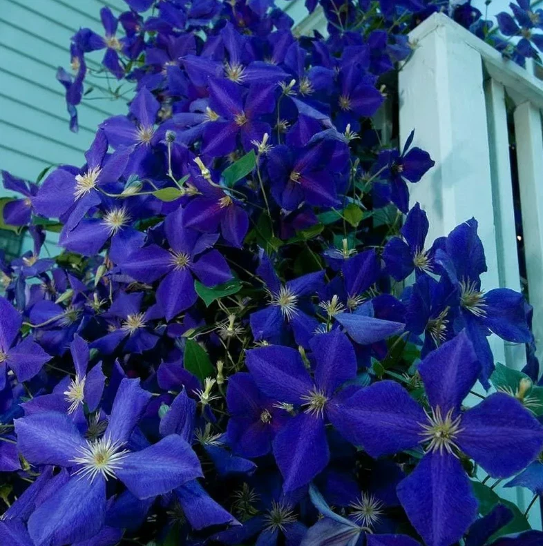 Blue Clematis
