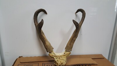 Inward 13-6" PRONGHORN ANTELOPE HORNS antlers whitetail mule mount ...