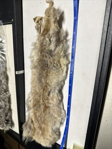 Chinchilla Pelts - Second Hand Fur | eBay