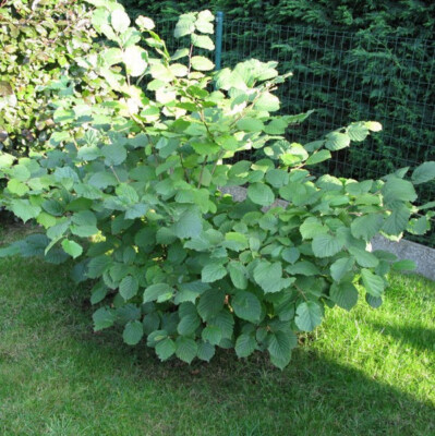 Hazel Kent Cob Tree Corylus Kentish Cobnut, Multistemmed Hazelnut Bush ...