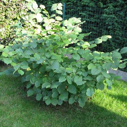 Hazel Kent Cob Tree Corylus Kentish Cobnut, Multistemmed Hazelnut Bush ...