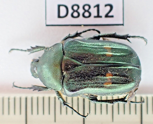 D8812. Insects, Cetoniidae sp. Vietnam, Ha Giang | eBay