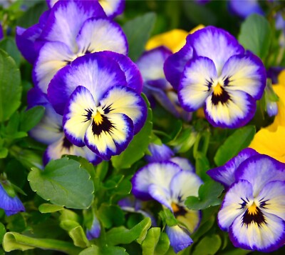 Pansy Winter Frizzle Sizzle Yellow Blue - 30x seeds - Flower | eBay UK
