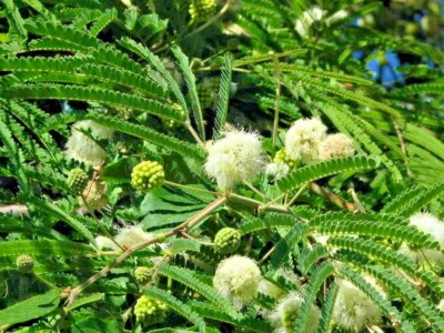 15 LITTLELEAF FALSE TAMARIND SEEEDS - Lysiloma watsonii | eBay