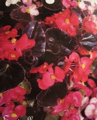BEGONIA Pourpre -Begonia semperflorens ♫ Graines ♫ Jolie Plante ...